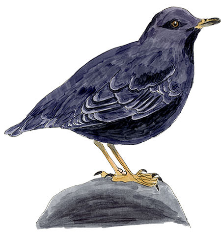 Bird Life List - My List of World Birds