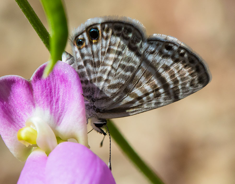 Butterfly Life List | List of Butterflies