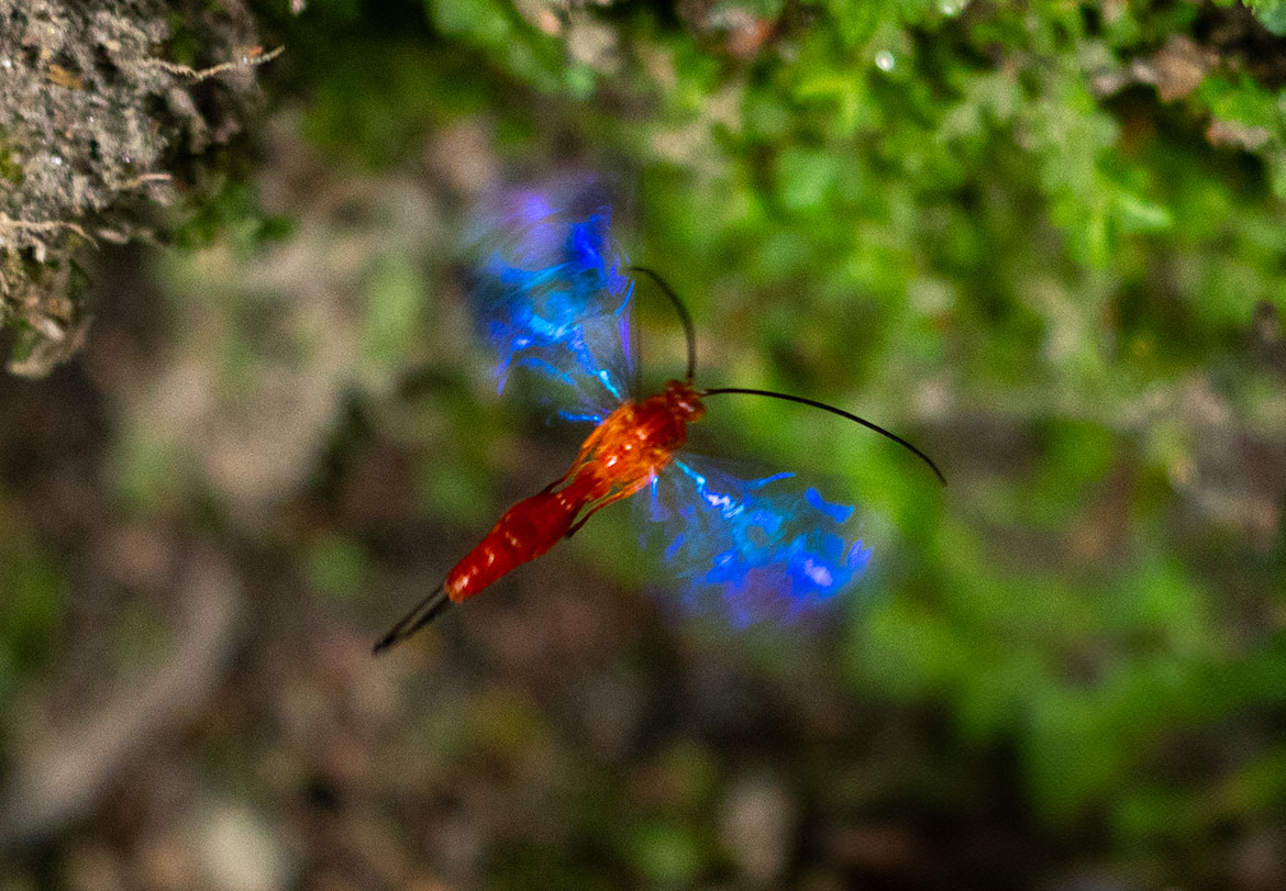 The Surreal Trogus Wasp